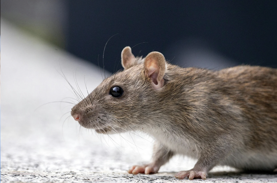 Roof Rats in Tennessee: Signs, Damage, and Real Solutions - Bluebird ...